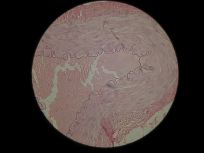 Cardiovascular Histology