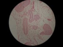 Cardiovascular Histology