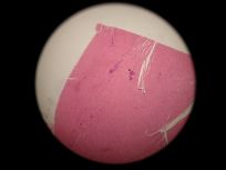 Cardiovascular Histology