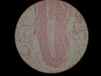Cardiovascular Histology