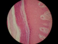 Epithelium Histology