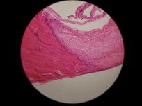Muscle Histology