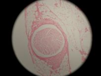 Nervous Tissue Histology