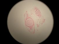 Nervous Tissue Histology