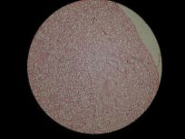 Nervous Tissue Histology