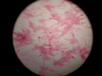 Nervous Tissue Slide 400x Normal: Cerebral Cortex 400x | Normal HE