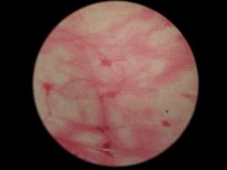 Nervous Tissue Histology